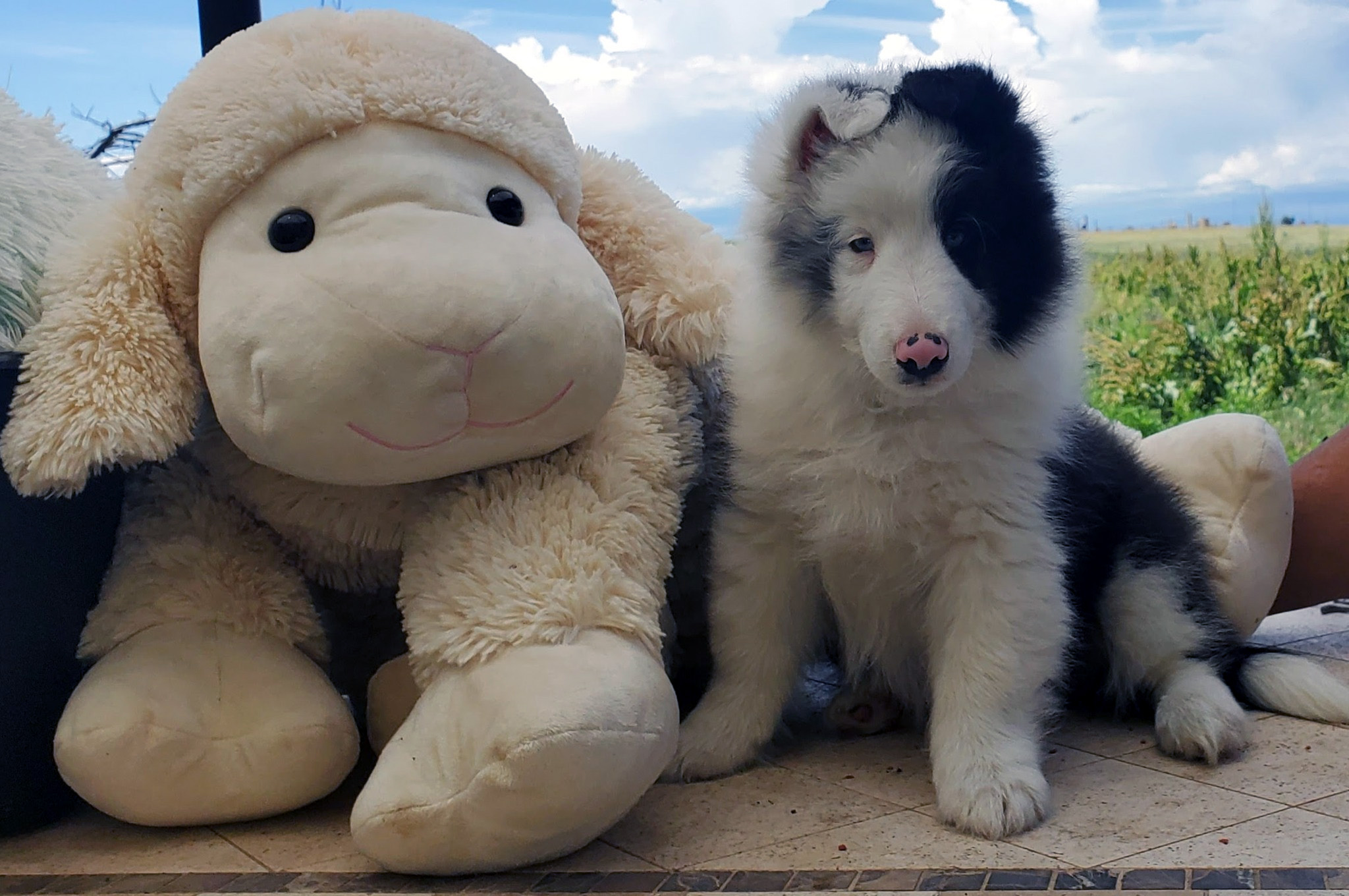 Echo Hill Shelties - Premium Shetland Sheepdogs | Fort Lupton, Colorado